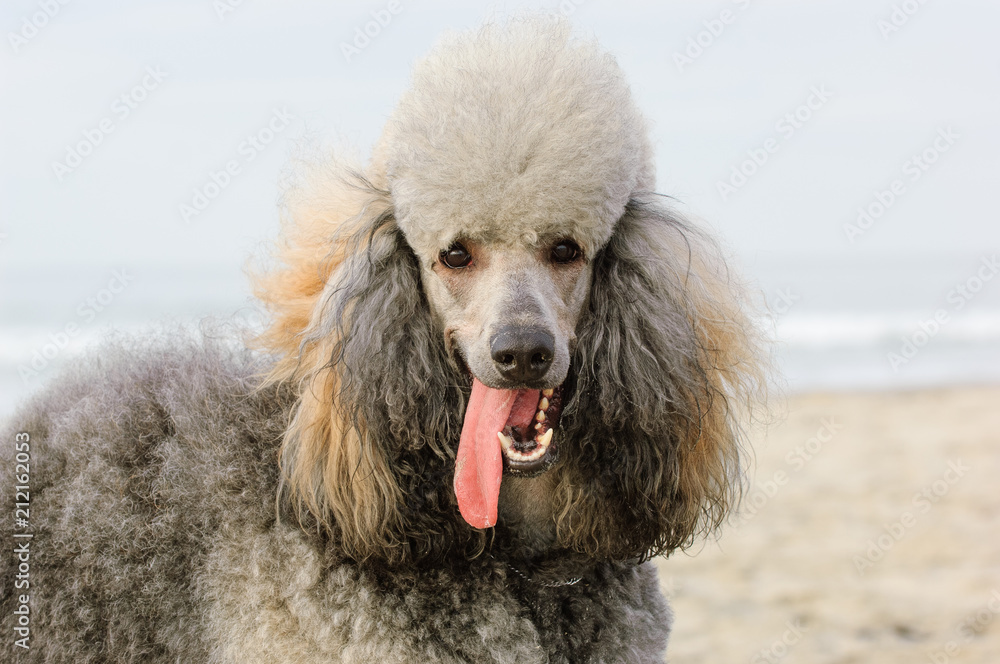 Are Poodles Mouthy