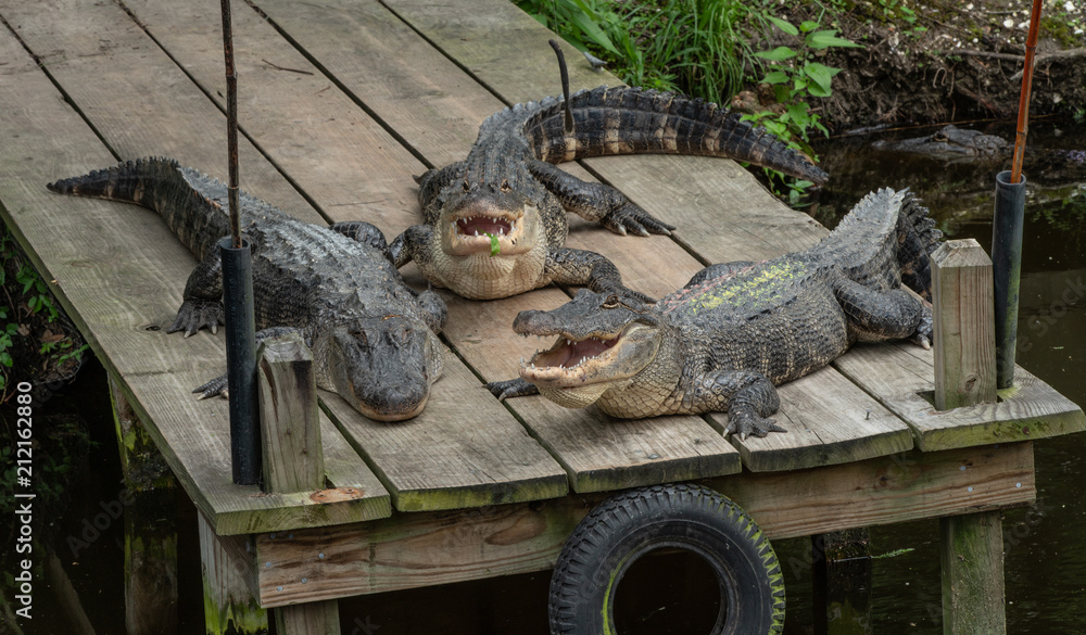 alligator surprise is waiting at your favorite fishing spot Stock Photo ...