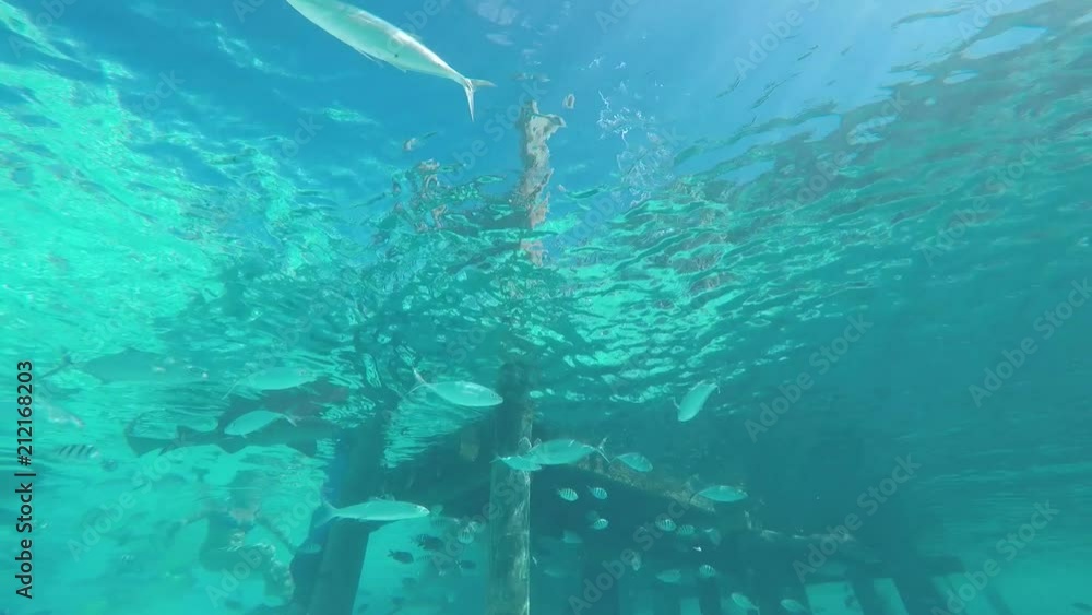 Large wild sharks swim under dock with fish, captured from underwater ...