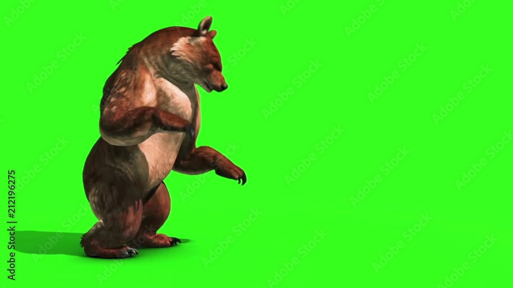 Brown Bear Attacks Side Green Screen 3D Rendering Animation Loop Видео ...