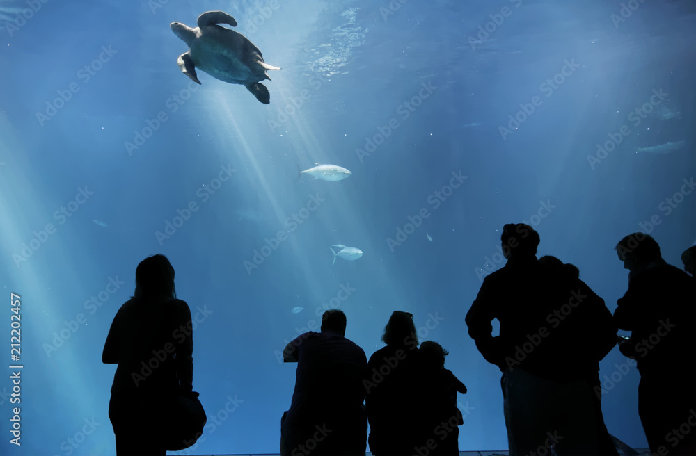 Visitors to an aquarium observe the Green sea turtle (Chelonia mydas ...