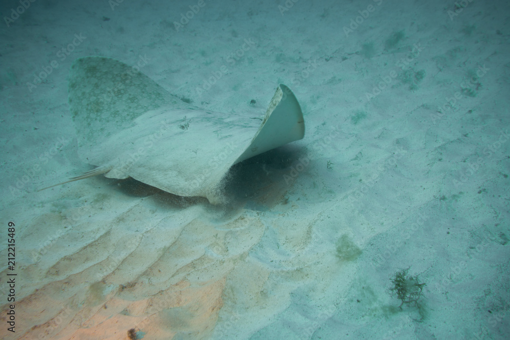 Round Stingray Stock Photo | Adobe Stock