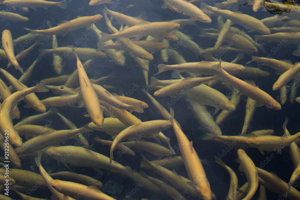 Pound full of amber trout fishes swimming freely in water on fish farm ...