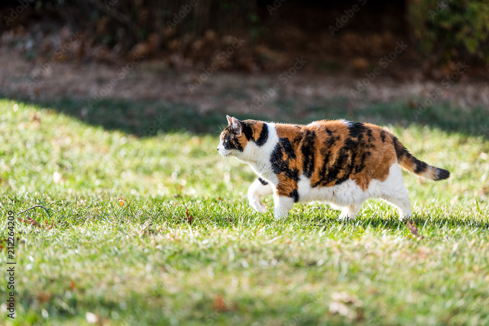 Calico Cats Outside