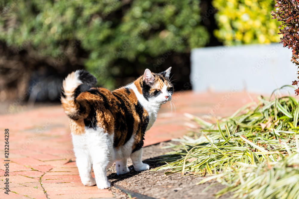 Back of curious calico cat outside, outdoors, standing in garden, paved ...