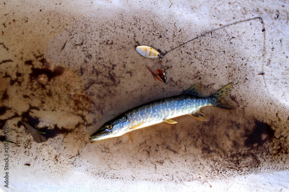 Pike, small size, caught on the lake, with the help of spinning and ...