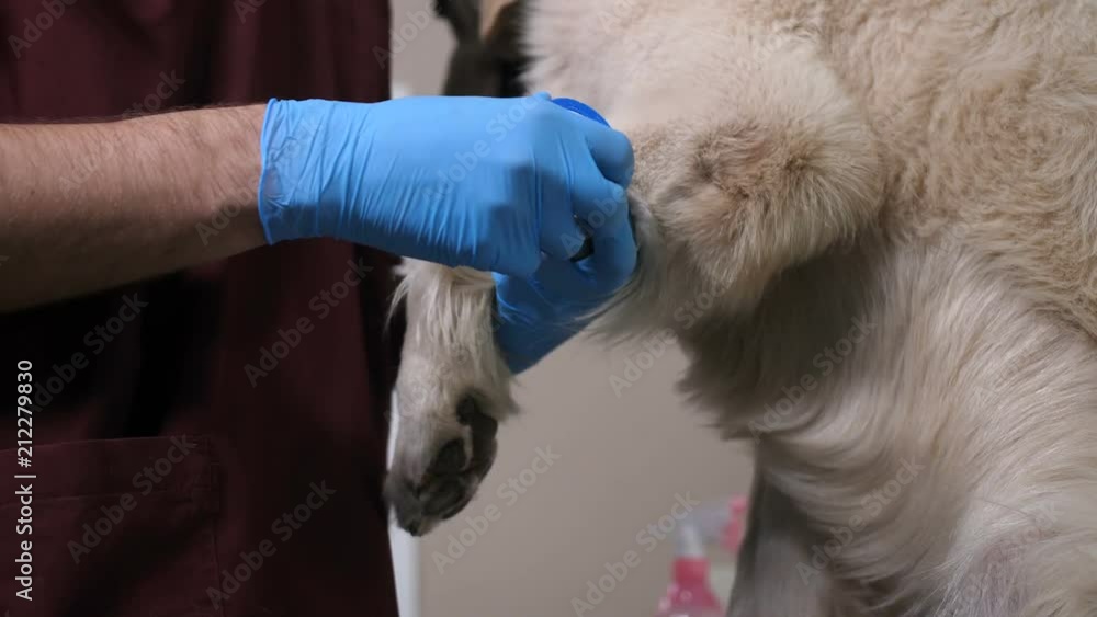 Closeup blood samples lying on examination table while vet doctor ...