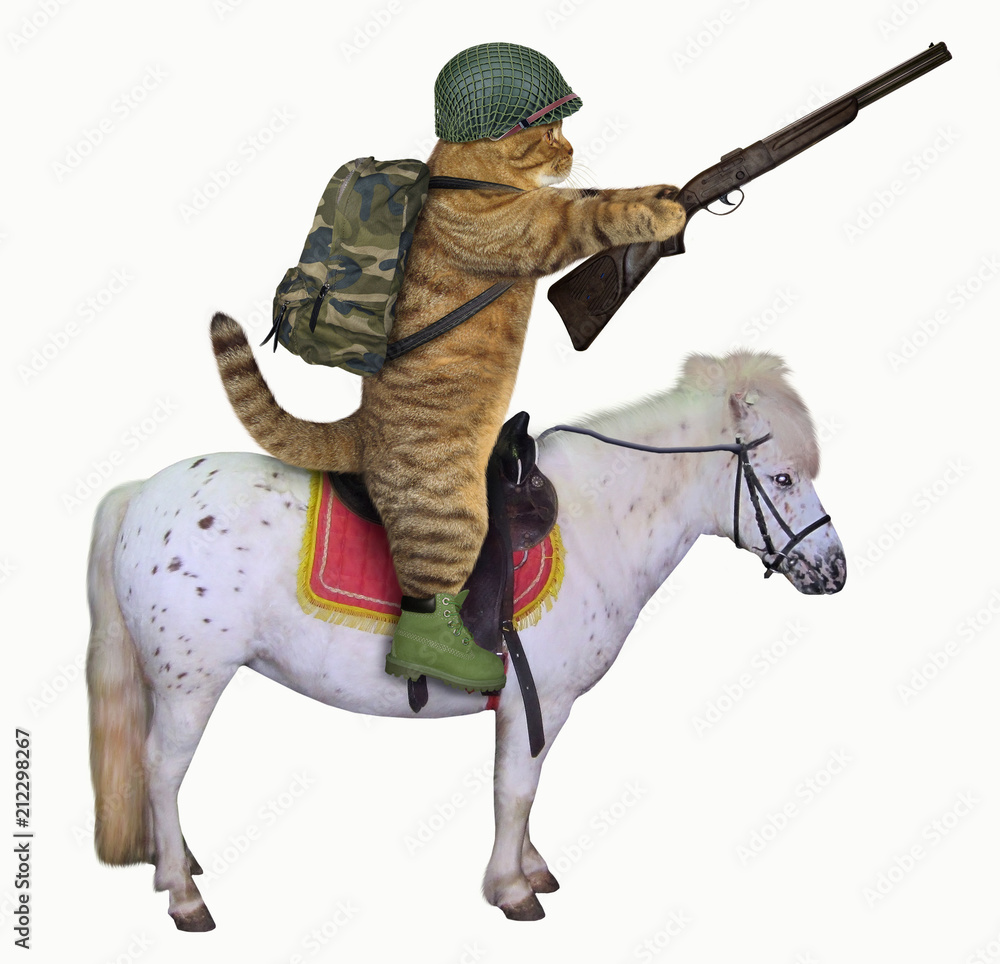 The cat soldier with a rifle rides a horse. White background. Stock ...