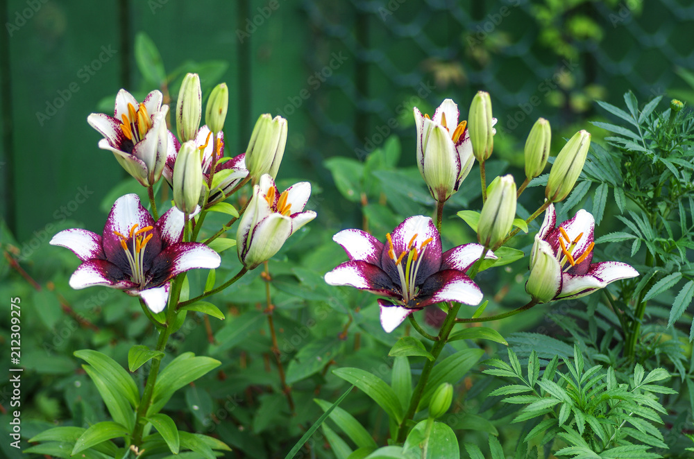 Lilium in the garden Stock Photo | Adobe Stock