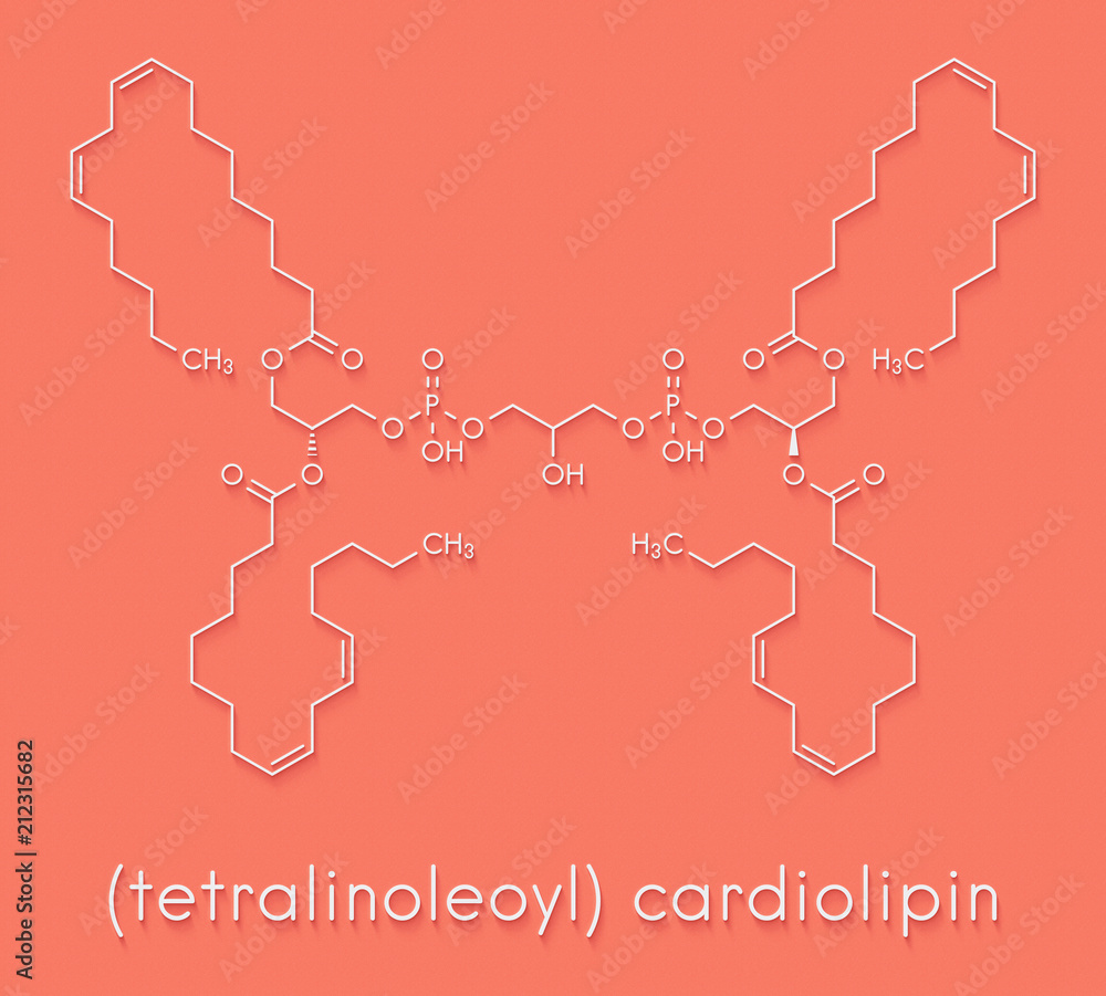 Cardiolipin (tetralinoleoyl cardiolipin) molecule. Important component ...