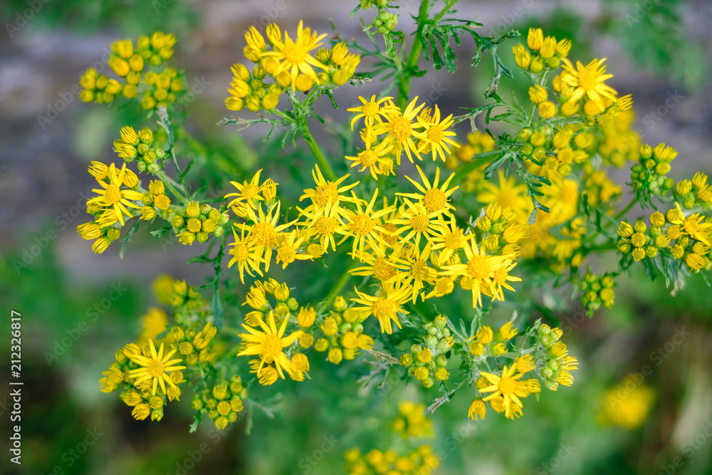 Ragwort or Stinking Willie flowers, a common medow plant what is ...