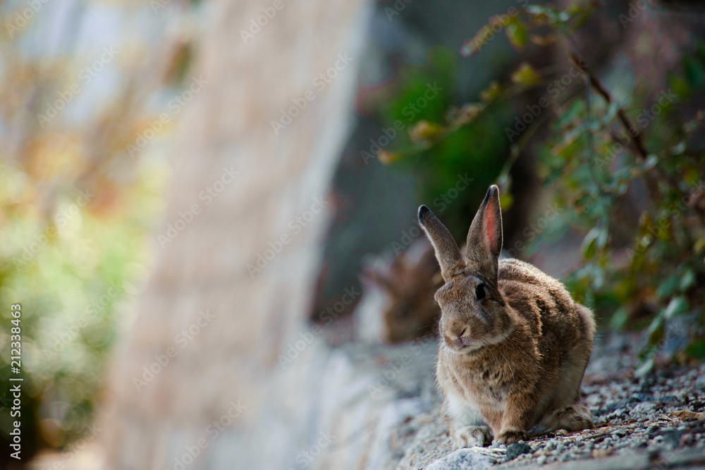 cute wild bunny rabbits in japan's rabbit island, okunoshima Stock ...