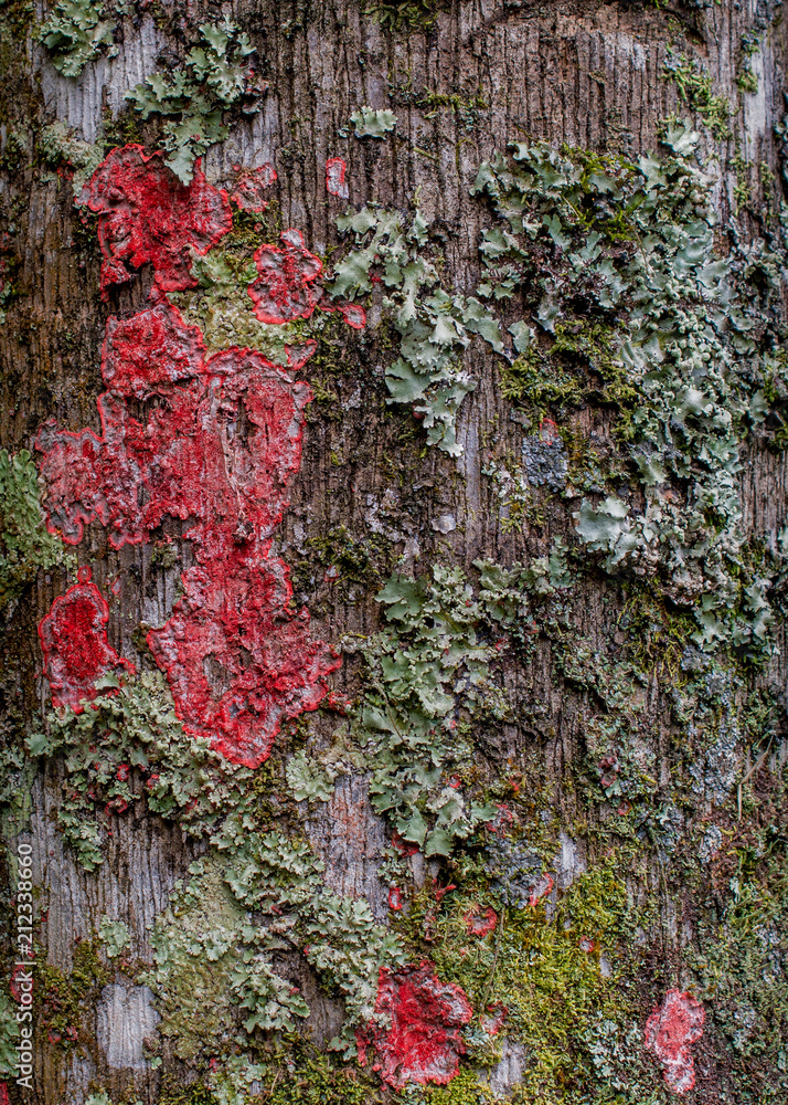 Red Lichen On Trees