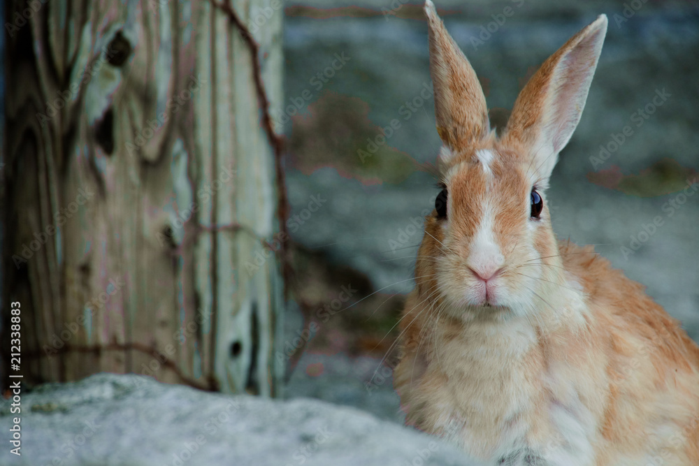 cute wild bunny rabbits in japan's rabbit island, okunoshima Stock ...