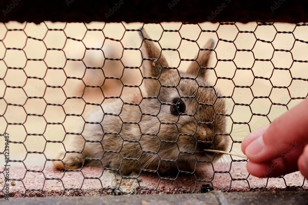 cute wild bunny rabbits in japan's rabbit island, okunoshima Stock ...