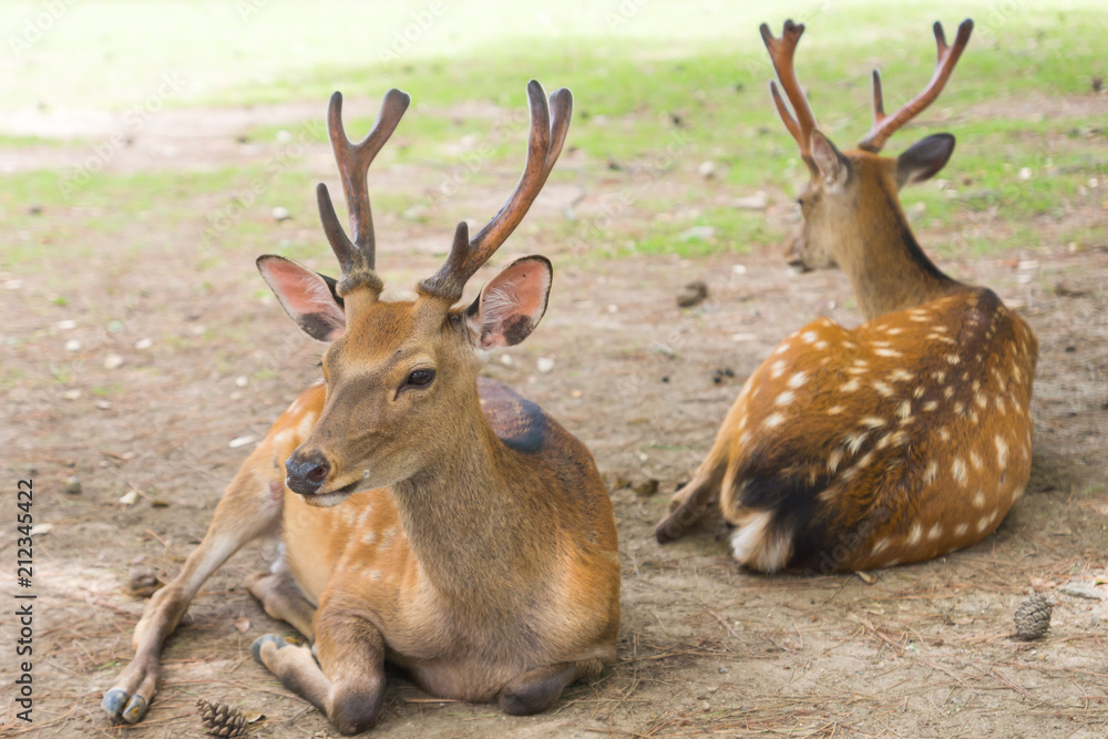 Wild cute sika deer with big velvet antlers relaxing and laying on the ...
