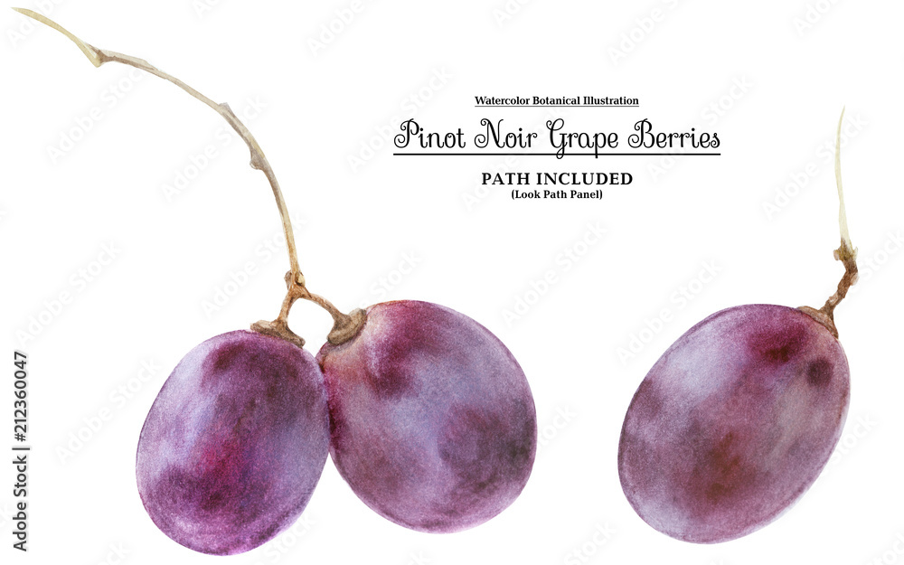 Pinot Noir Grapes Illustration