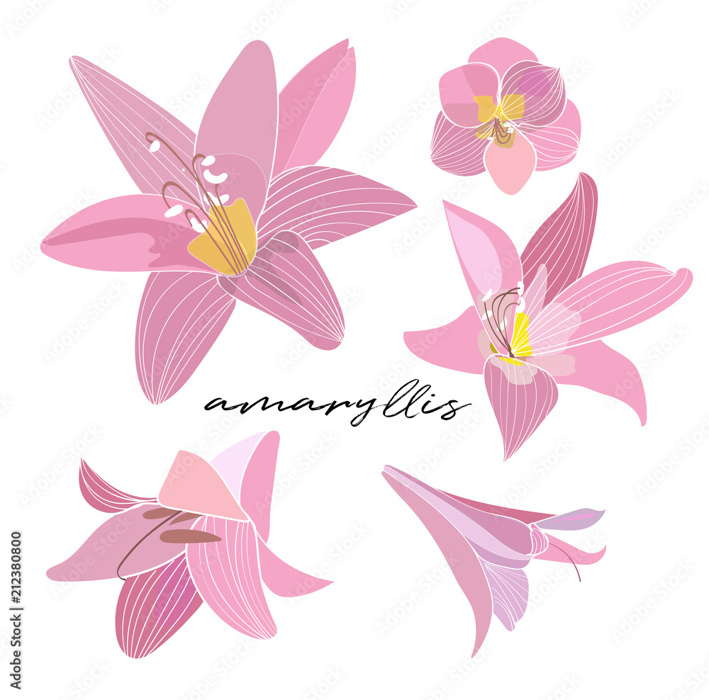 Amaryllis Flower Drawing
