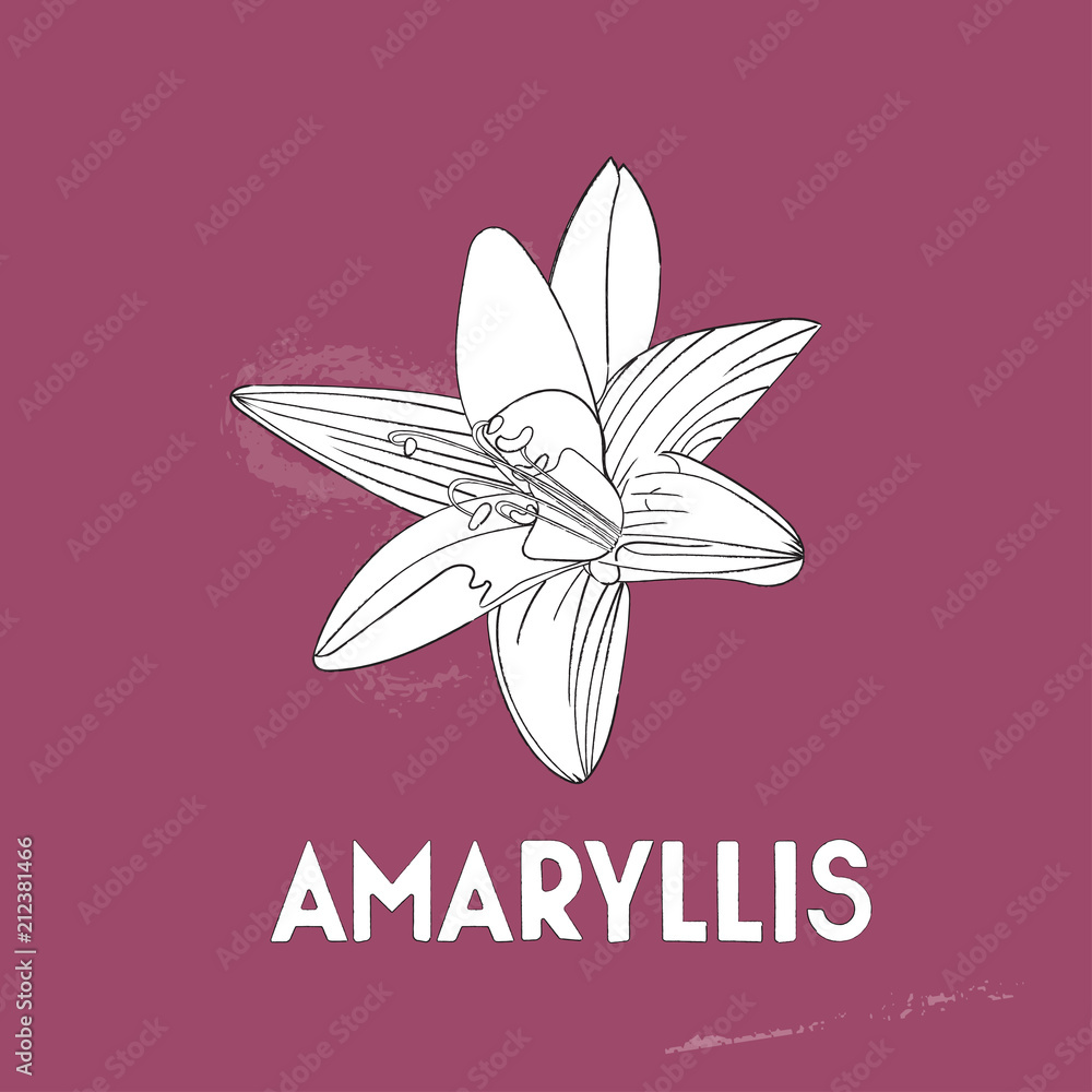 amaryllis vector elements. pink flower illustration drawing. Stock ...