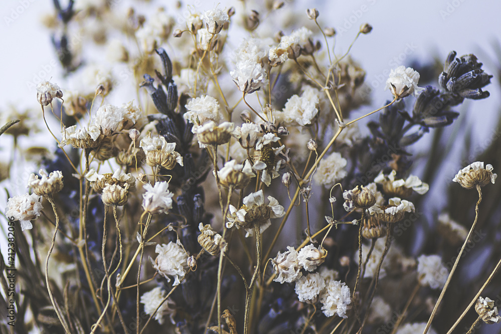 Close up of delicate dried flowers. Stock Photo | Adobe Stock