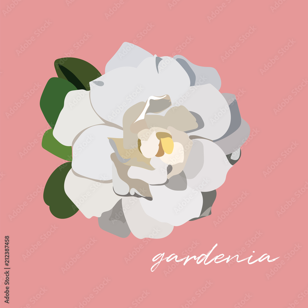 vector white gardenia flower illustration. Stock Vector | Adobe Stock