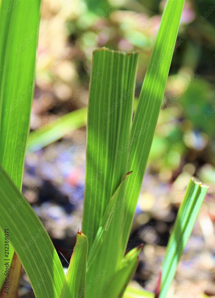 Gladiolus Leaves