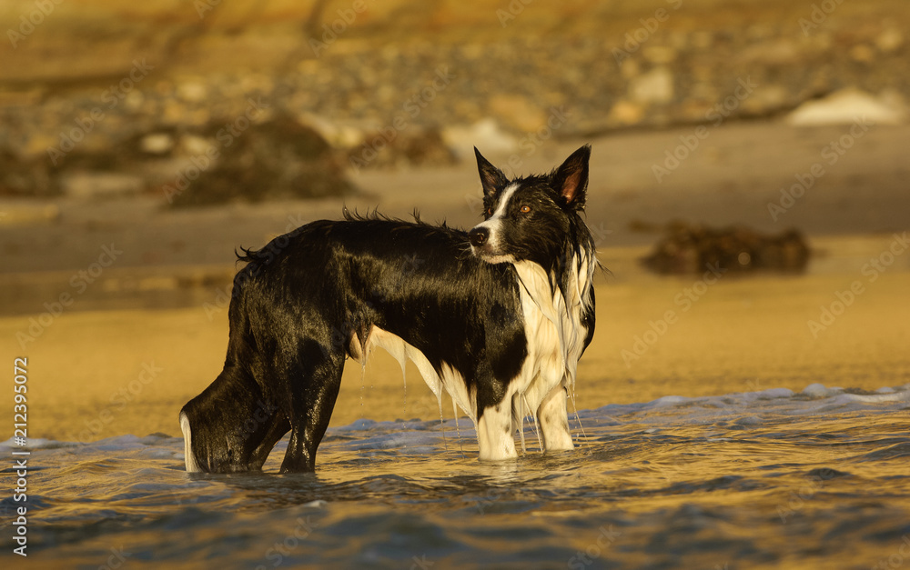 Do Collies Like Water