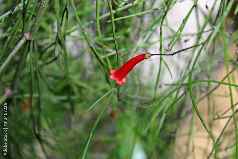 Close up small decumbent red flower of russelia equisetiformis flower ...