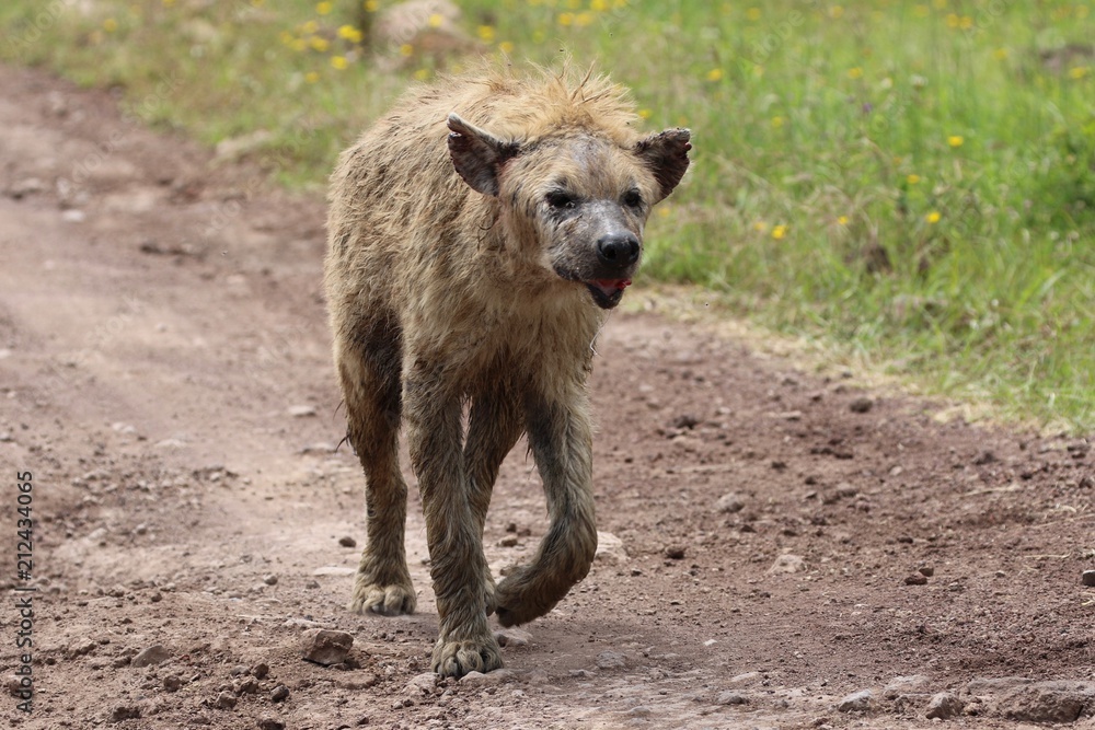 Hyena, old Hyena, Serengeti Stock Photo | Adobe Stock
