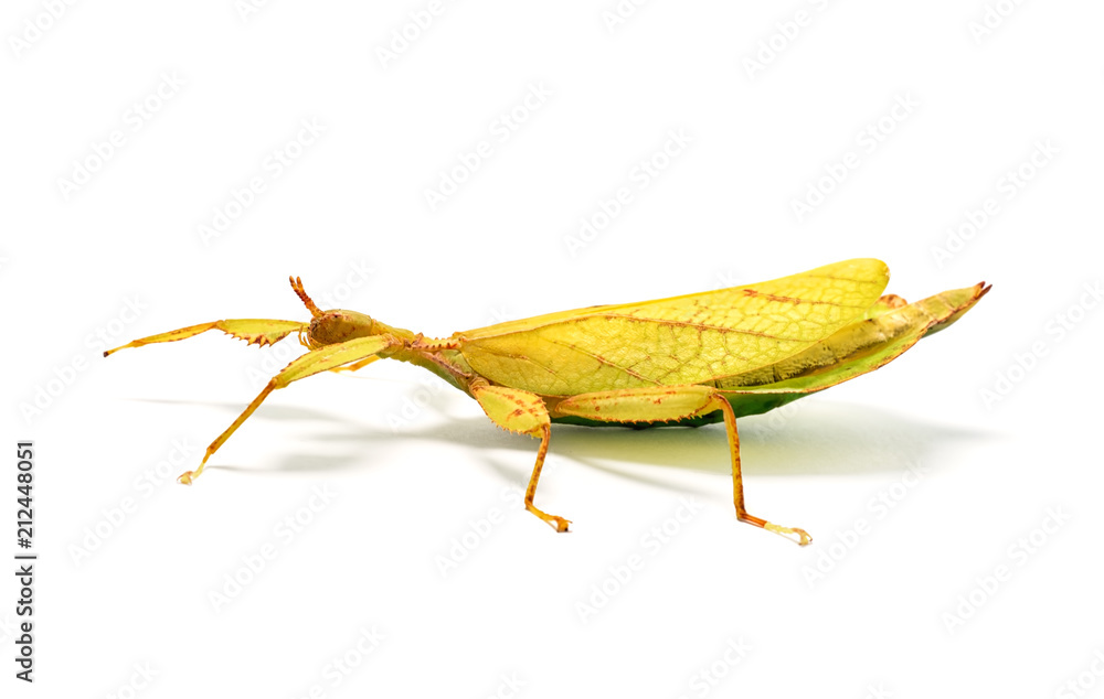 Phyllium philippinicum, aka Leaf Insect is an insect in the order of ...