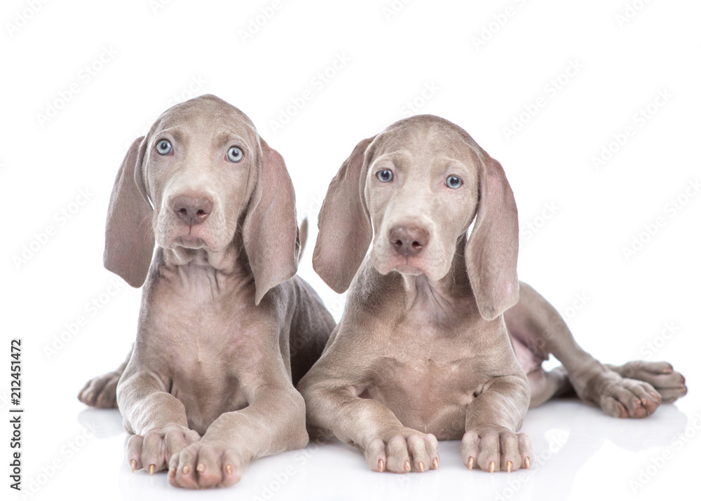 Two Weimaraner puppies lying in front view. isolated on white ...
