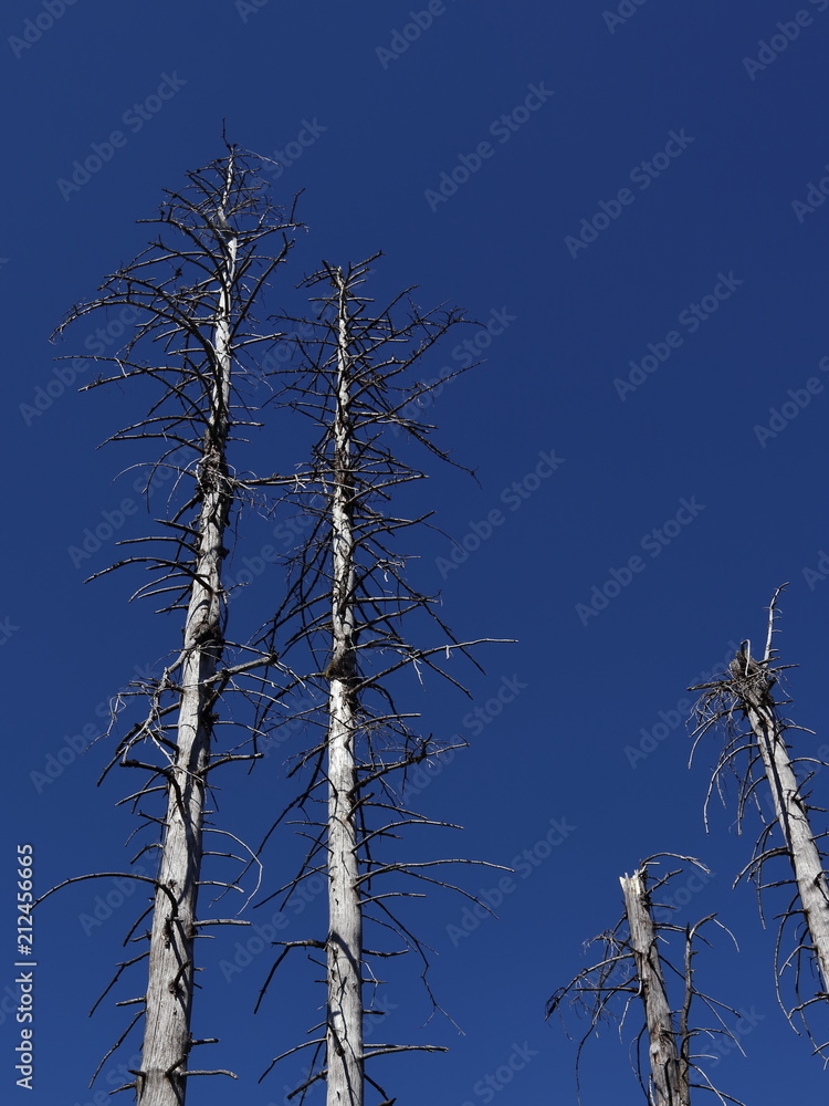 Tree mortality. Spruce trees in a forest in Germany, damaged by bark ...
