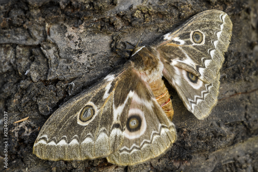 Zig-Zag Emperor Silkmoth - Gonimbrasia tyrrhea, beautiful large moth ...