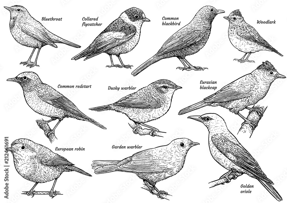 Songbird collection, illustration, drawing, engraving, ink, line art ...