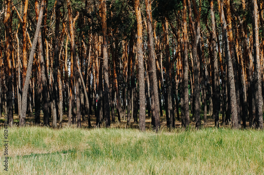 Wallpaper and nature landscape background. A grove of pine trees ...