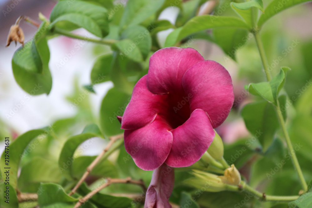 Red savlon Mandevilla flower on the branch of green tree. The brilliant ...