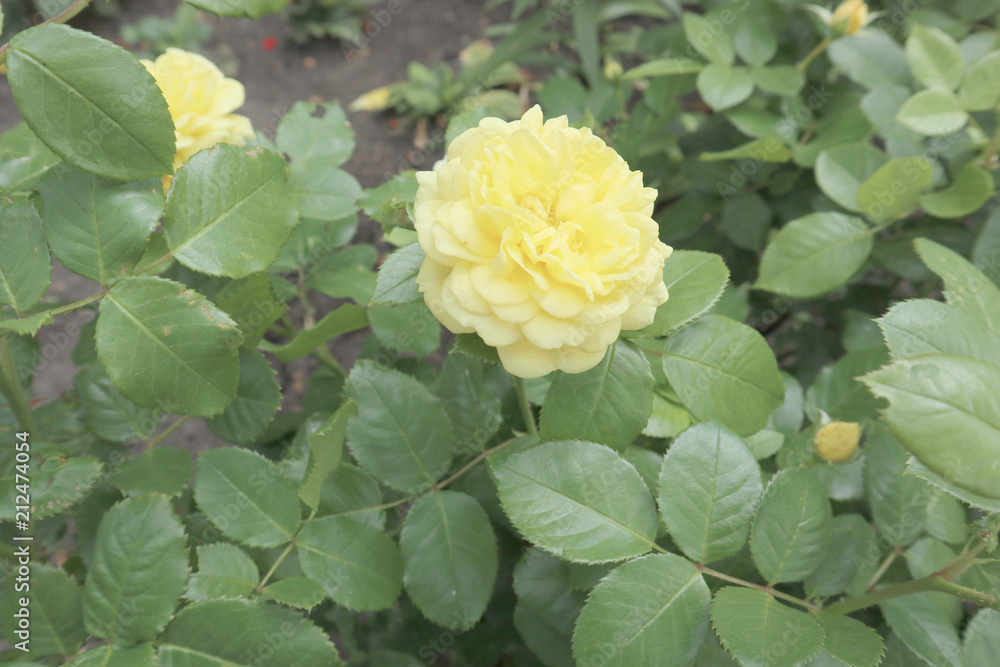 Yellow Rose Bushes Types