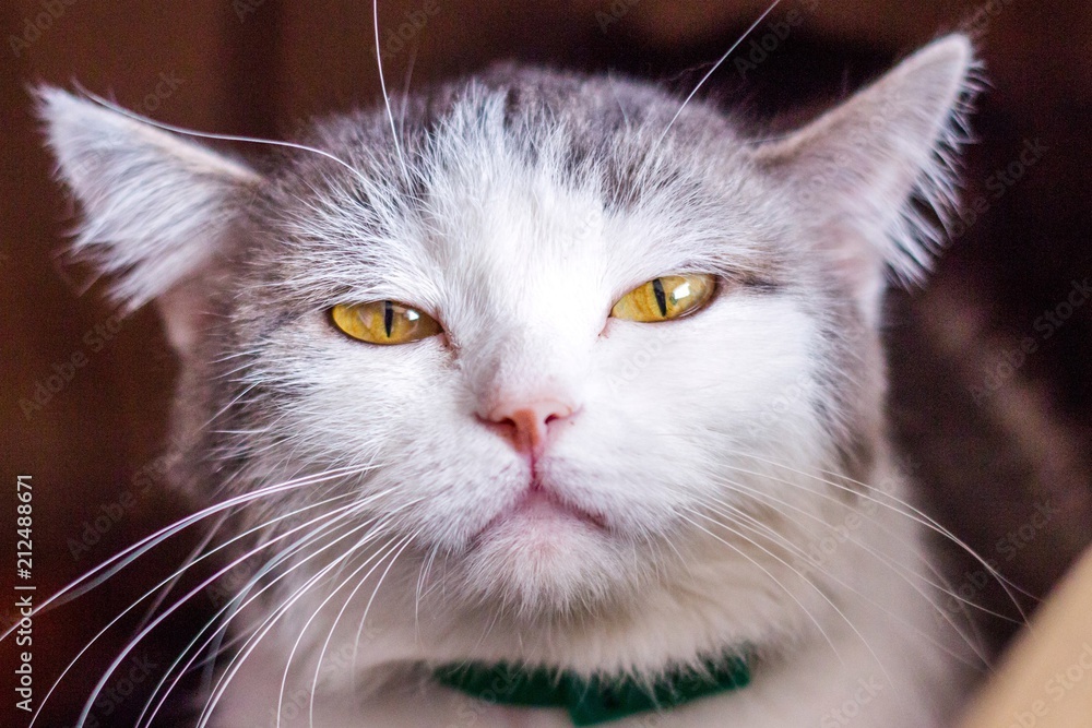 The cat hisses, gapes, grins. Muzzle cat large. Portrait. You can see ...