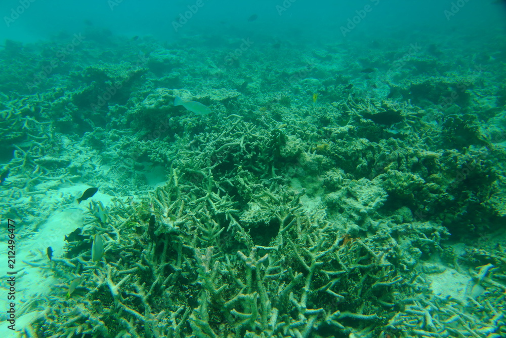 Beautiful view of dead coral reefs. Underwater world. Maldives, Indian ...