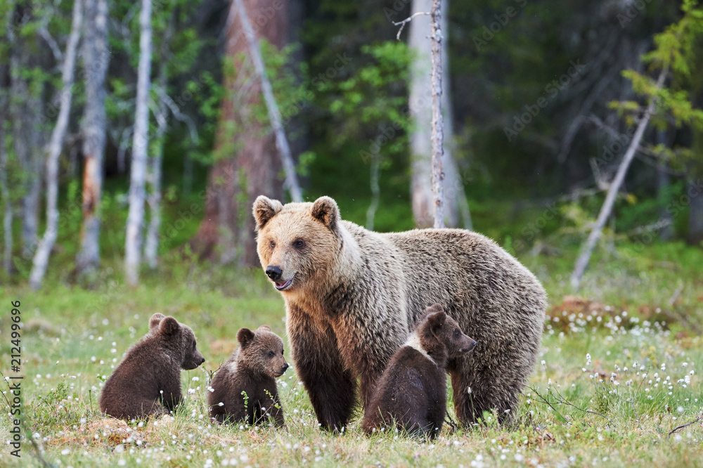 Mummy bear and her three little puppies Stock Photo | Adobe Stock