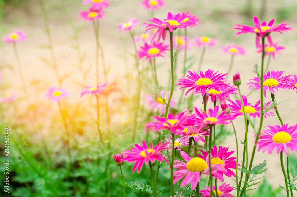 Spring Flower Wallpaper Backgrounds | Best Flower Site