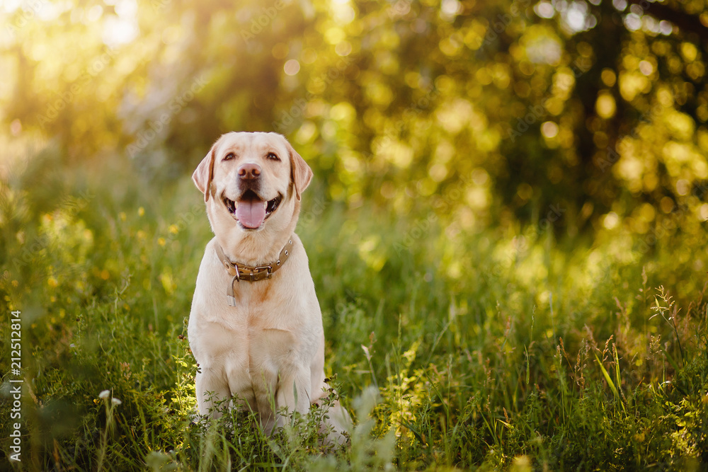 Active, smile and happy purebred labrador retriever dog outdoors in ...