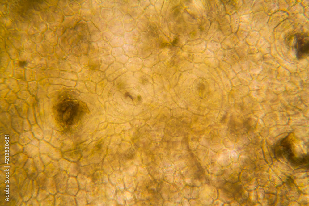 Onion root cells at the microscope Stock Photo | Adobe Stock