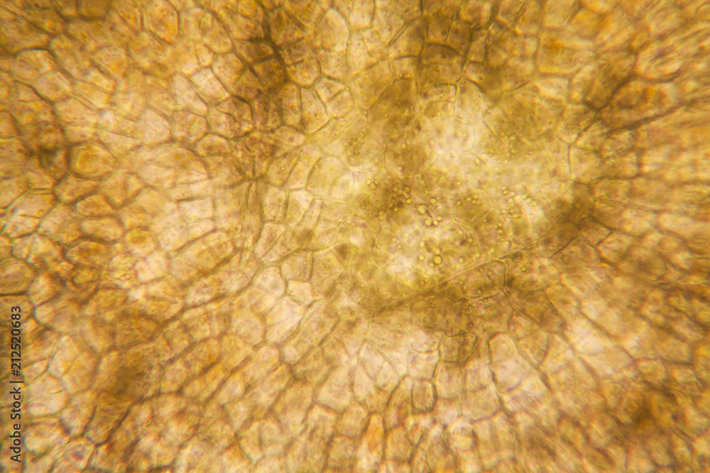 Onion root cells at the microscope Stock Photo | Adobe Stock