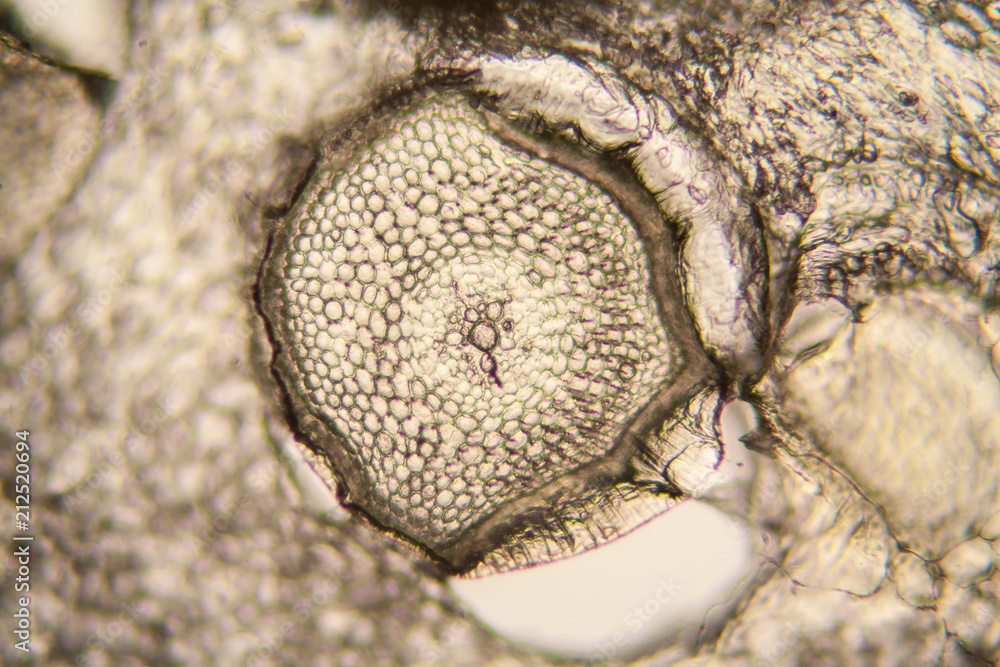 Onion root cells at the microscope Stock Photo | Adobe Stock