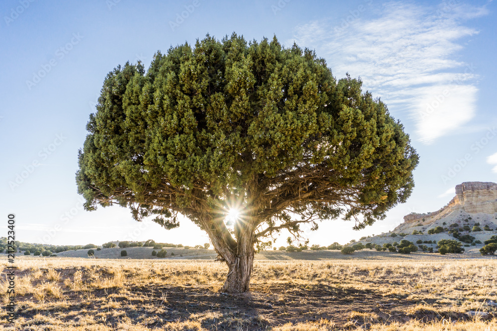 Juniper Tree Facts Definition Types Identification