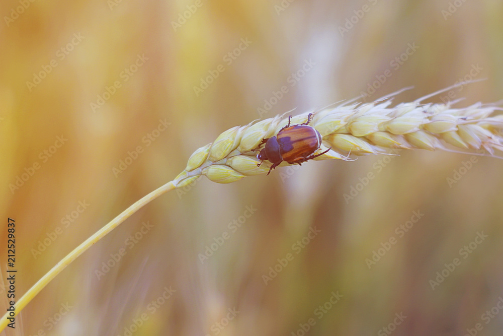 The pest of wheat is the bug beetle (Anisoplia austriaca) on the ear of ...