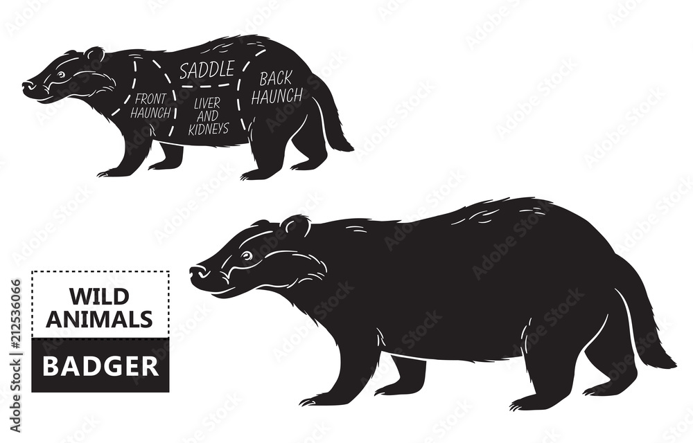 Cut of badger set. Poster Butcher diagram - desert-ship. Vintage ...