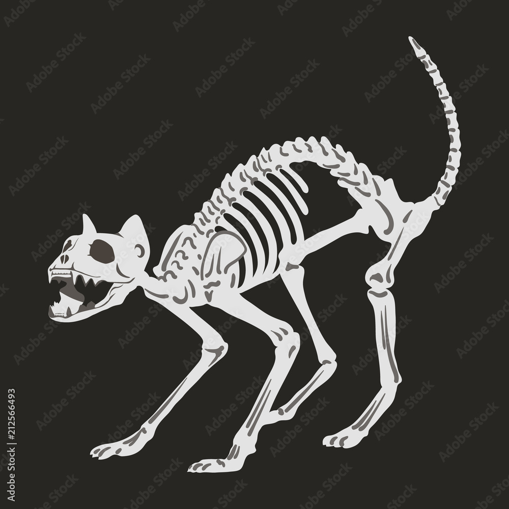 Vector illustration. Cat's skeleton in agressive pose. Dark background ...