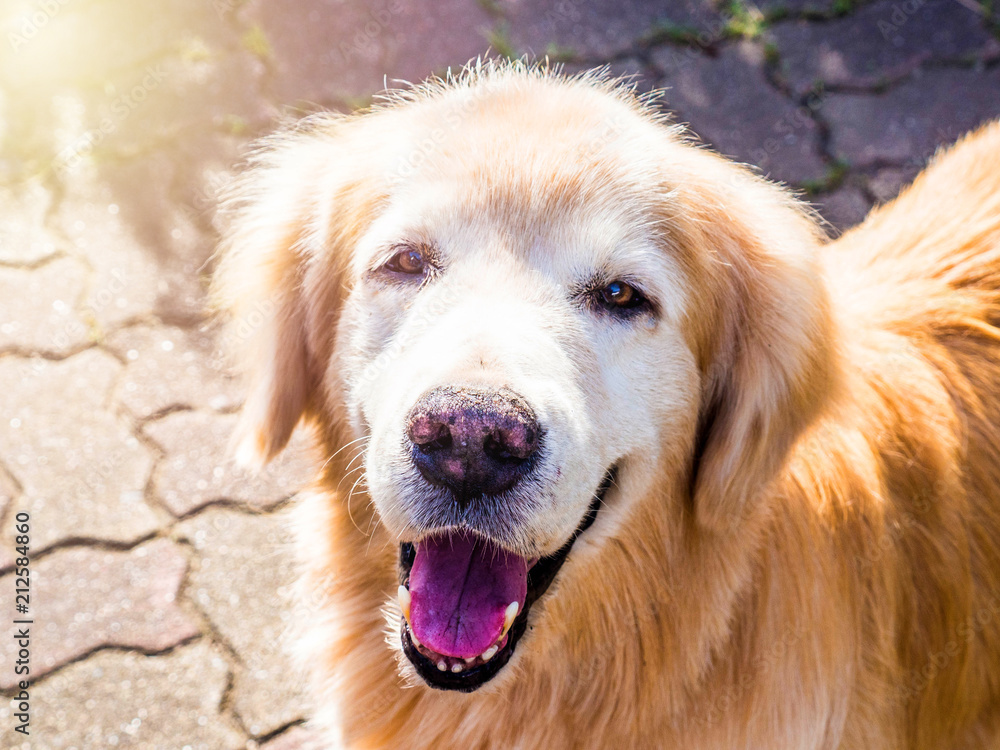 Do Golden Retrievers Smile